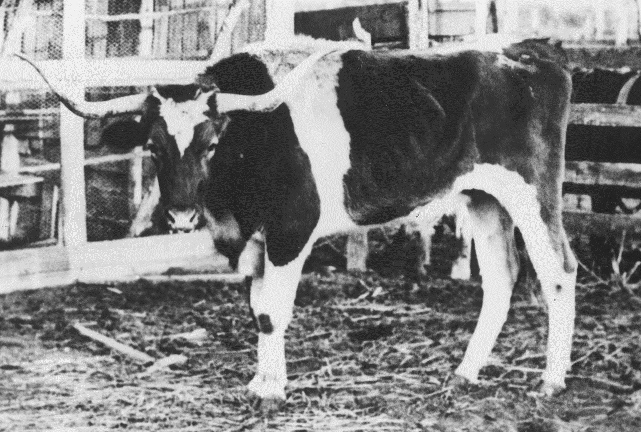 The Naming of Bevo | The UT History Corner