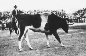 The Naming of Bevo | The UT History Corner