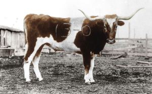 The Naming of Bevo | The UT History Corner