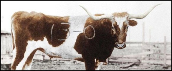 The Misadventures of Bevo’s Head | The UT History Corner